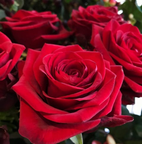 Our 2020 Valentine's Day Red Roses - Regency Flowers