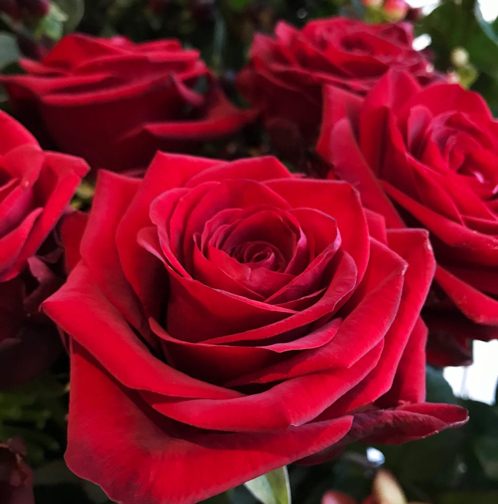 Our 2020 Valentine's Day Red Roses - Regency Flowers